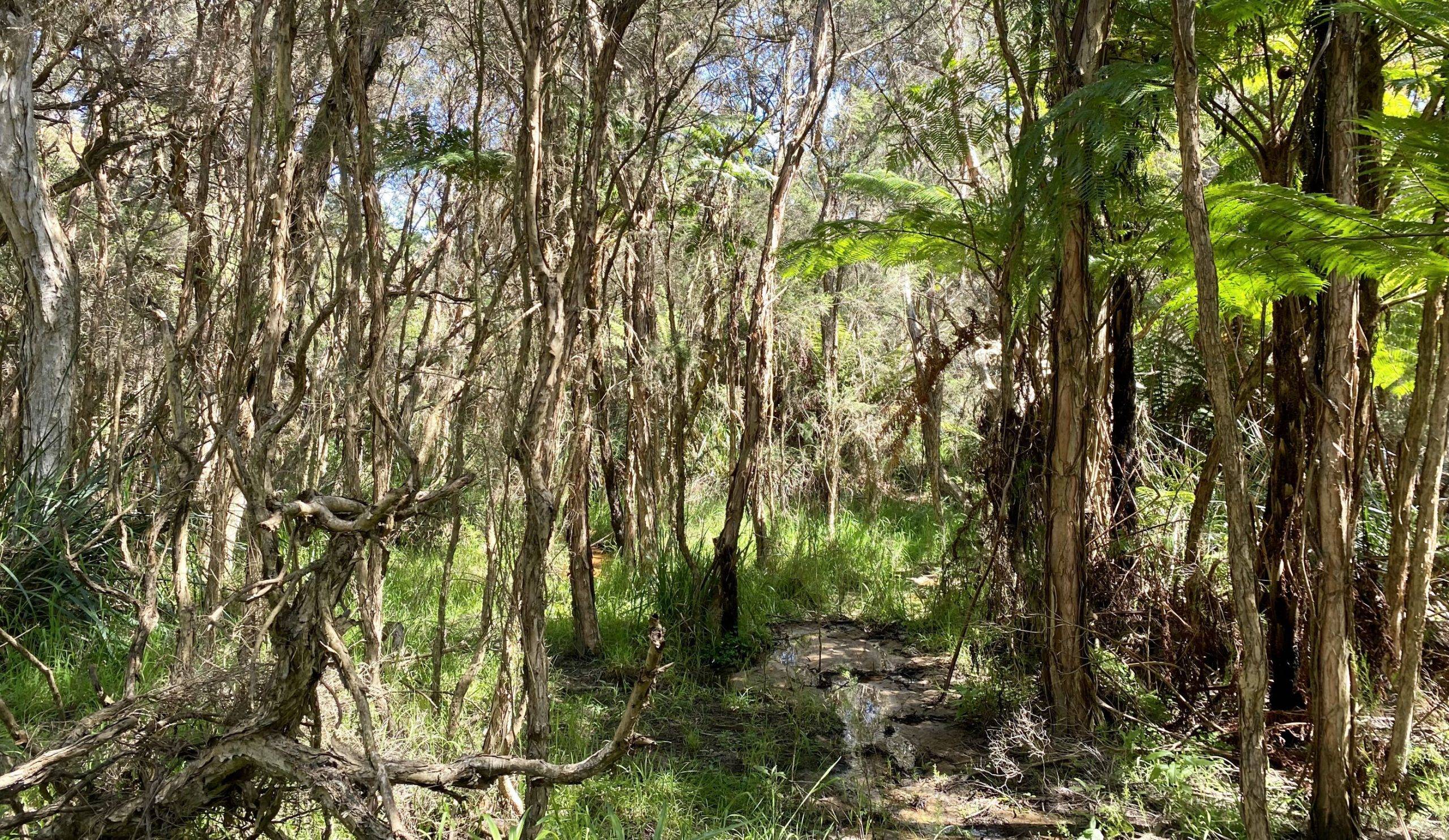 Sunshine Reserve – Conservation and FireGuard Group